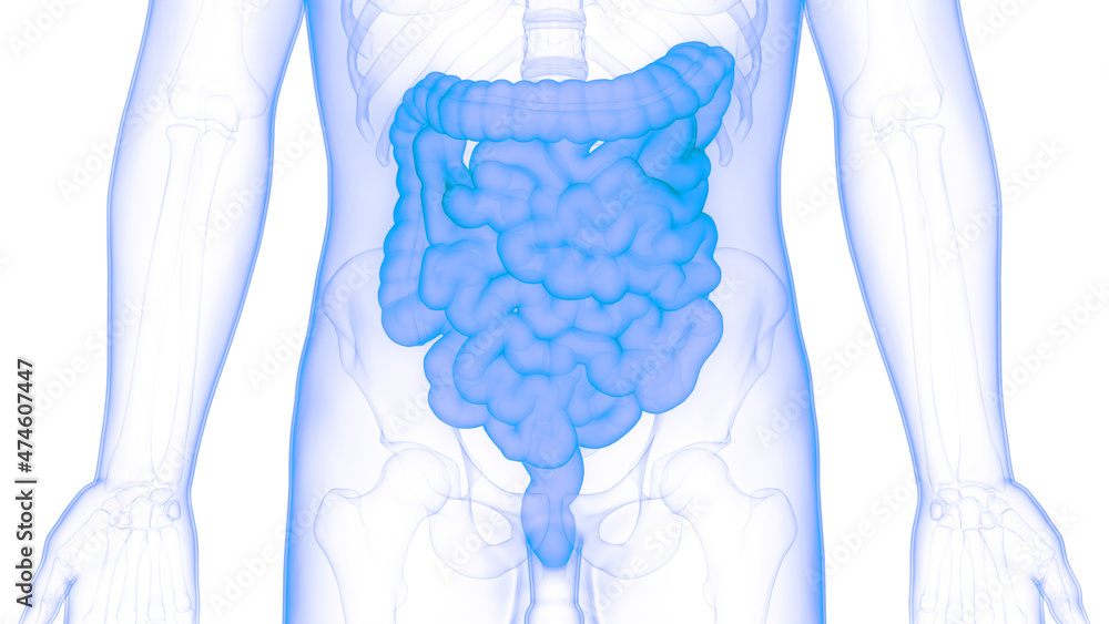 Human Digestive System Large and Small Intestine Anatomy Stock ...