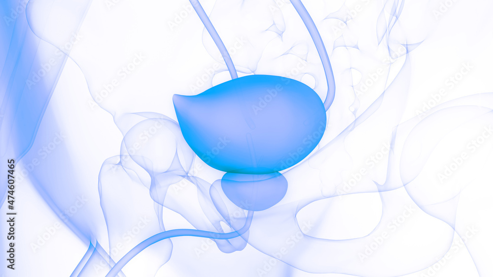 Human Urinary System Bladder Anatomy Stock Illustration | Adobe Stock