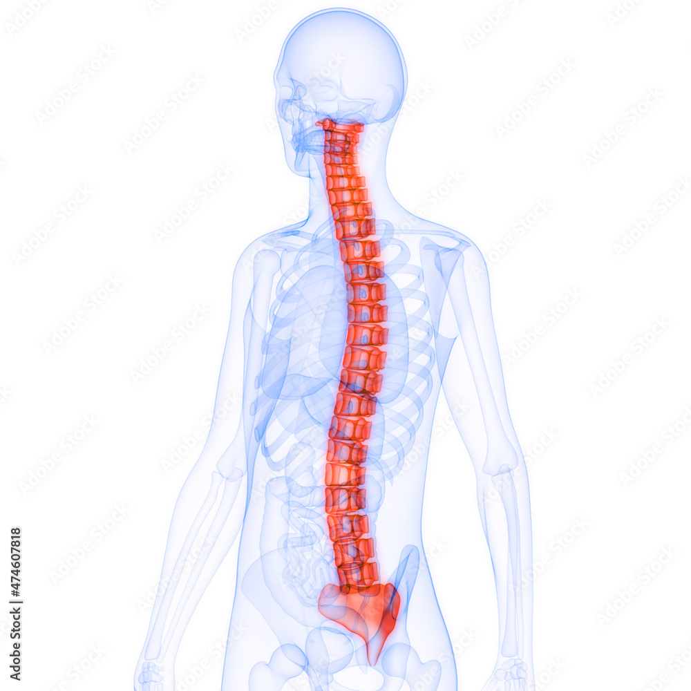 Spinal Cord Vertebral Column of Human Skeleton System Anatomy Stock ...