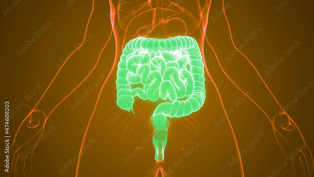 Human Digestive System Large and Small Intestine Anatomy Stock ...
