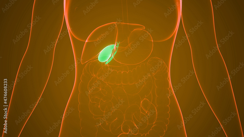 Human Internal Organ Gallbladder Anatomy Stock Illustration | Adobe Stock