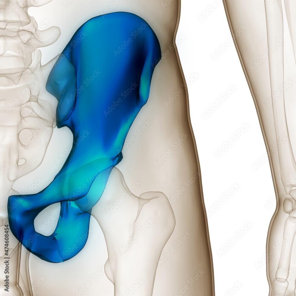Human Skeleton System Hip Bone Joints Anatomy Stock Illustration ...
