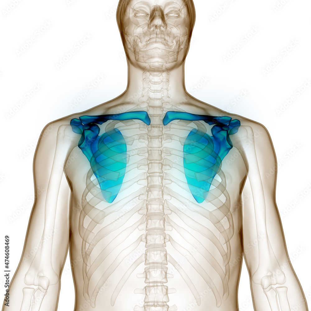 Human Skeleton System Pectoral (Shoulder) Girdle Bone Joints Anatomy ...