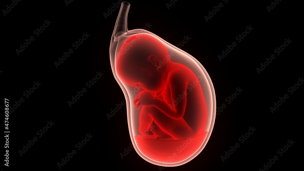 Human Fetus Baby in Womb Anatomy Stock Illustration | Adobe Stock