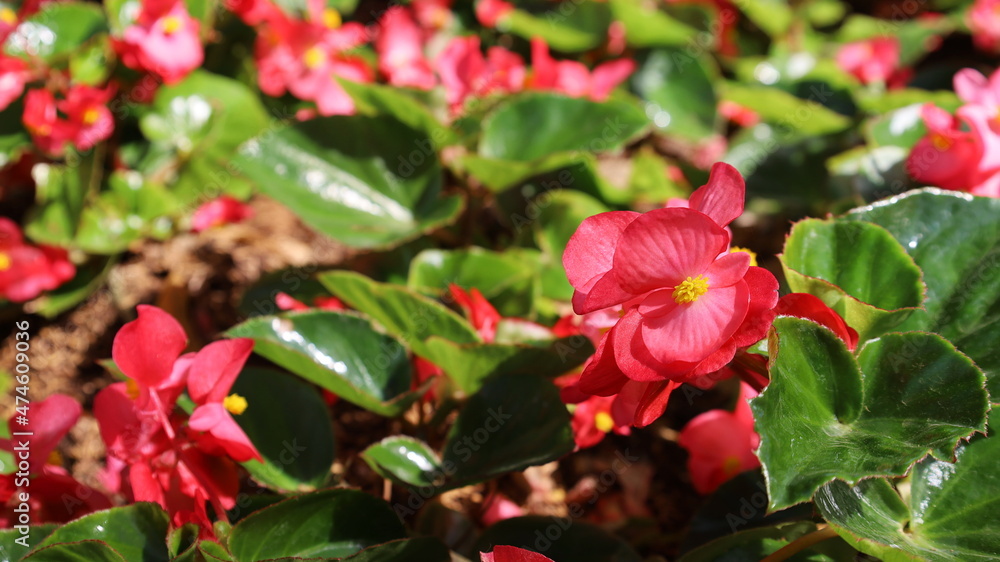Red flower begonias with green leaves. Background of Begonia ...