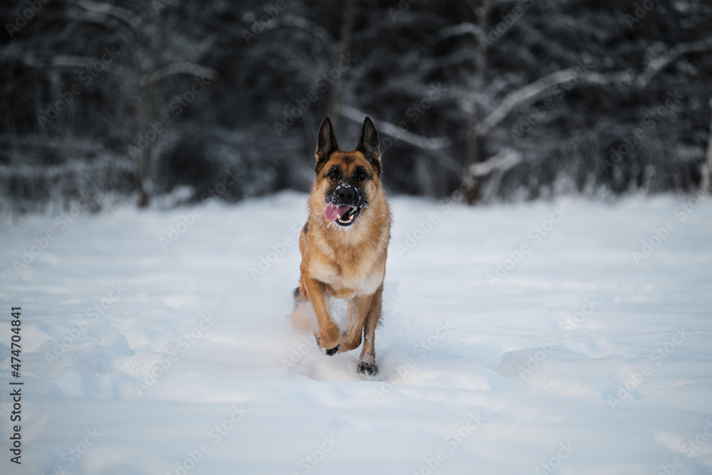 Dog in winter park is full of strength and energy. Funny portrait of ...