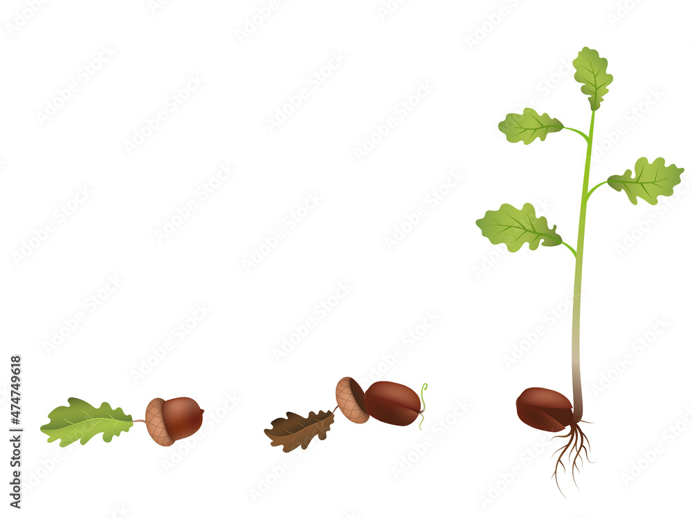 Stage growth of a tree set. Concept Life cycle of a oak tree. Vector ...