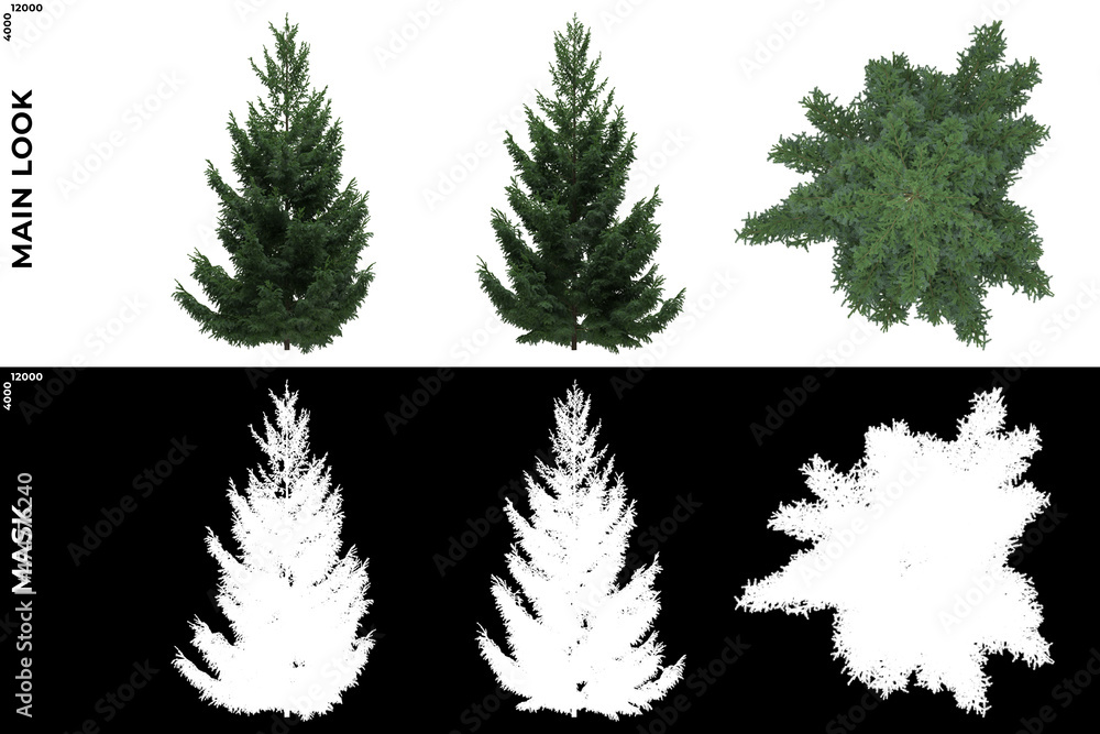 3D Rendering of Front, Left and Top view of Tree (Picea Abies) with ...