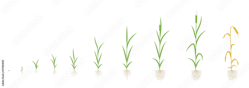 Barley growth stages. With one stem. Hordeum vulgare. Harvest ...