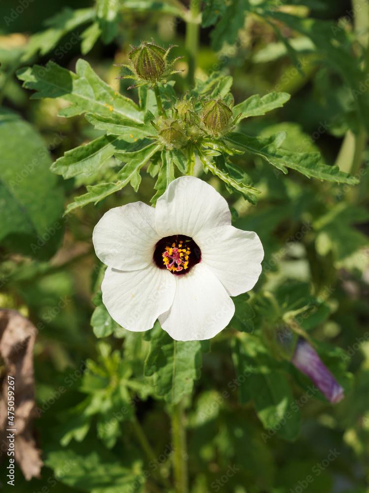 Hibiscus trionum or Flower of an hour. White petals, translucent veined ...