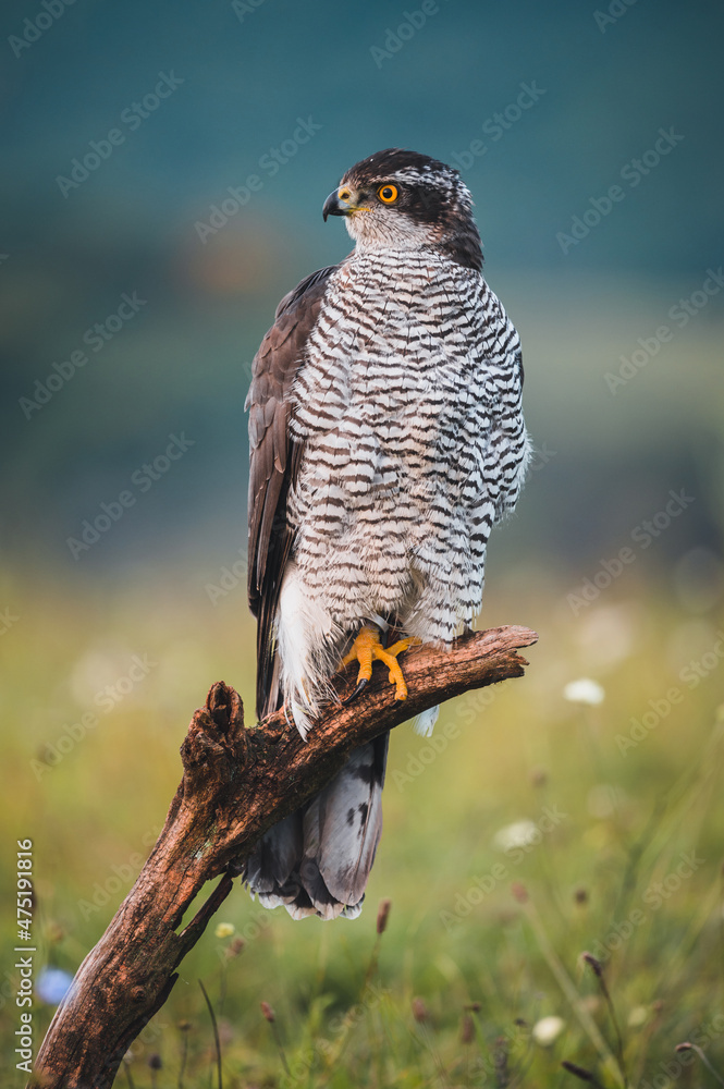 Eurasian sparrow hawk, Accipiter nisus, sitting on the ground. Wildlife ...
