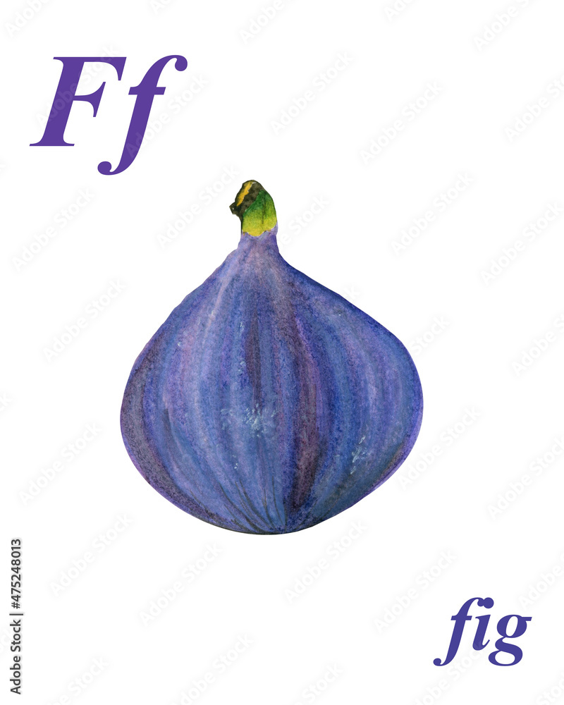 watercolor illustration. one fig on a white background. ABC. letter of ...
