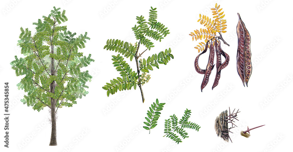 Botanic Realistic Watercolor Hand Drawn Illustration Of Honey Locust Botanic Realistic Watercolor Hand Drawn Illustration Of Honey Locust