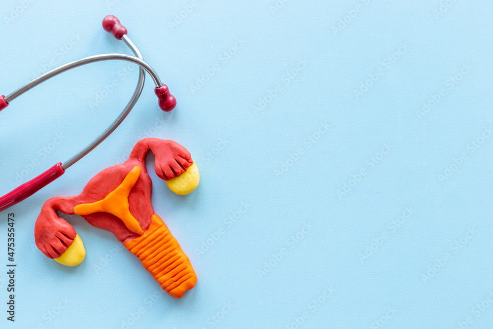 Female uterus and ovaries model - health reproductive system Stock ...