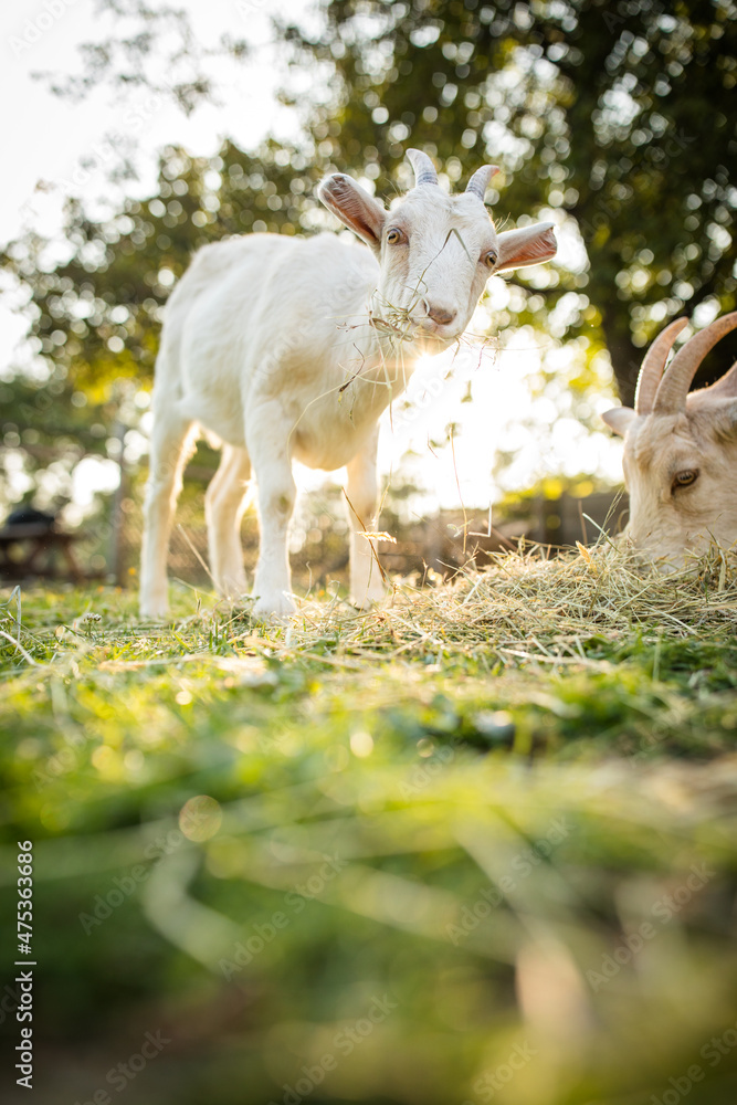 Cute goats on an organic farm, looking happy, grazing outdoors ...