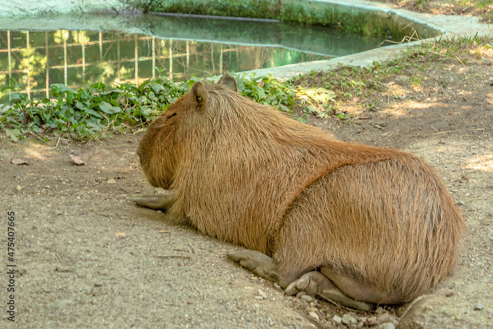 Capybara resting on the ground. Hydrochoerus hydrochaeris species ...