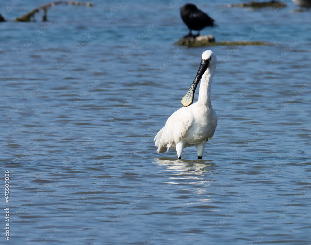 Eurasian spoonbill standing in water. The Eurasian spoonbill, or common ...