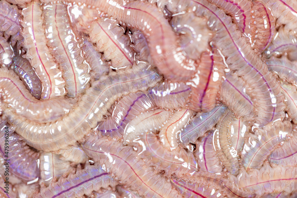 Sand Worm (Perinereis sp.) is the same species as sea worms (Polychaete ...