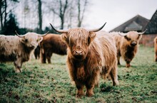 Highland Cow Free Stock Photo - Public Domain Pictures