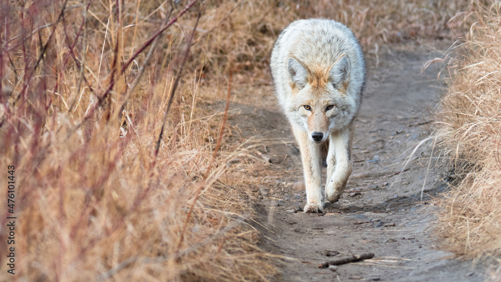 Wild Coyote stalking prey in tall prairie grass habitat at golden ...