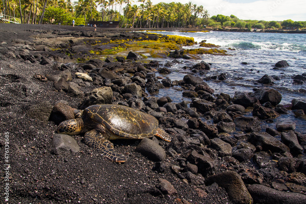 Foto de Stock Punaluu turtle | Adobe Stock