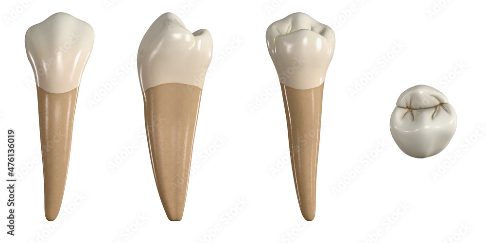 ภาพประกอบ Stock Permanent lower first premolar tooth. 3D illustration ...