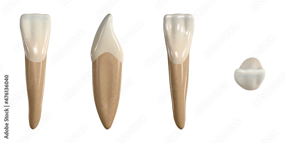 ภาพประกอบ Stock Permanent lower central incisor tooth. 3D illustration ...