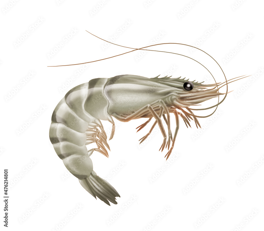 crevette grise, animal, crustacé, mer, fruits de mer, griffe, aliment ...