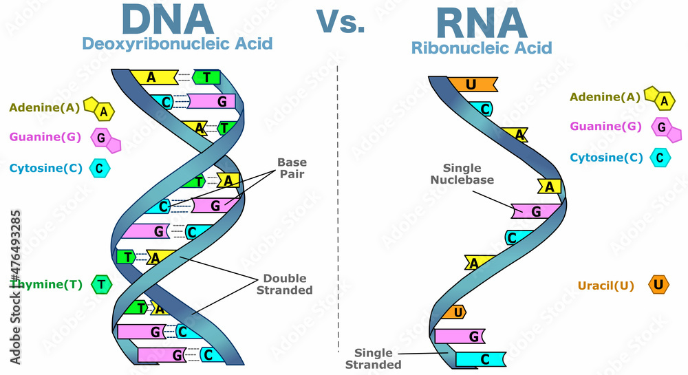 Differences Between DNA vs. RNA, Double, single stranded helix structure. Deoxyribose, ribose ...