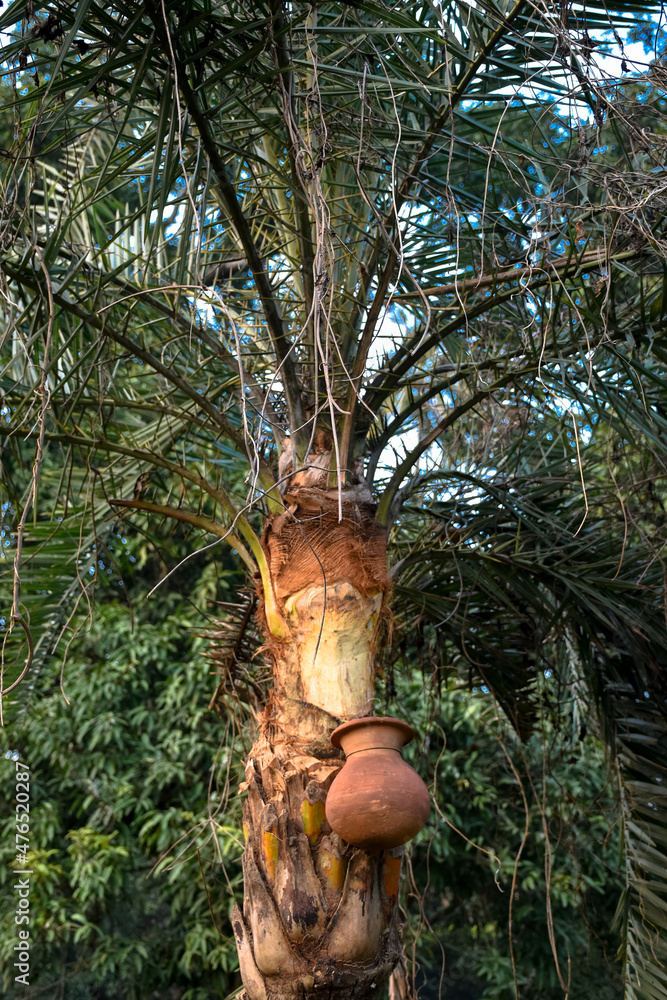 Date palm sap is collected by shaving the date palm tree. The date ...