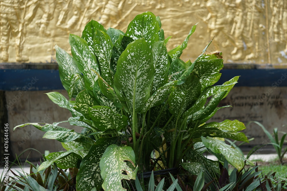 Dieffenbachia (also called daun bahagia, bunga bahagia, dumb cane ...
