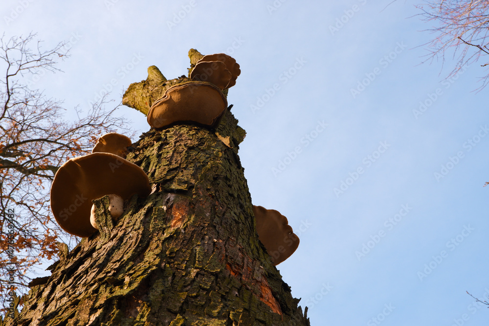 Mushroom parasite on the trunk of a dead tree in the park. Bottom view ...