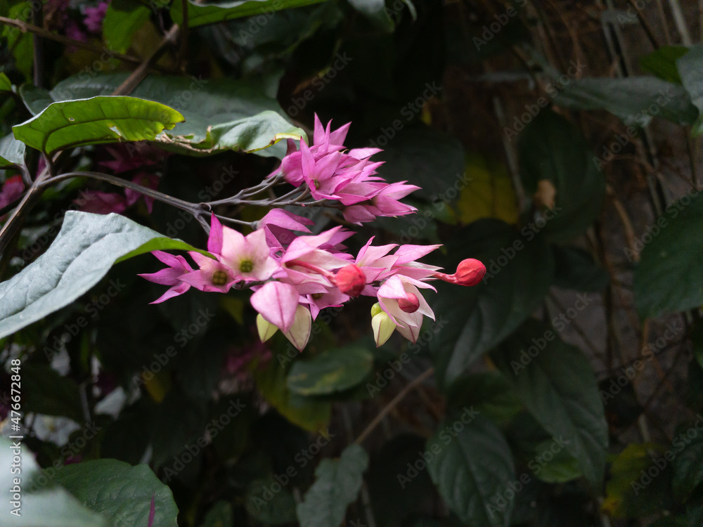Pink and red flowers of Clerodendrum x speciosum also called Java Glory ...