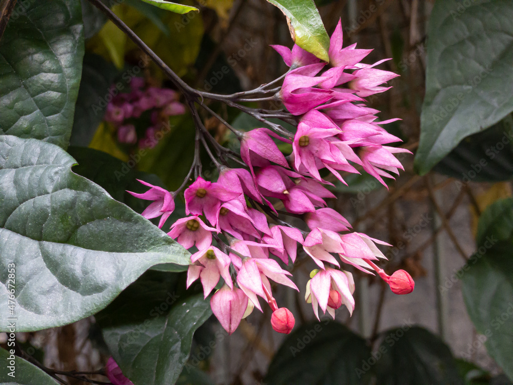 Pink and red flowers of Clerodendrum x speciosum also called Java Glory ...