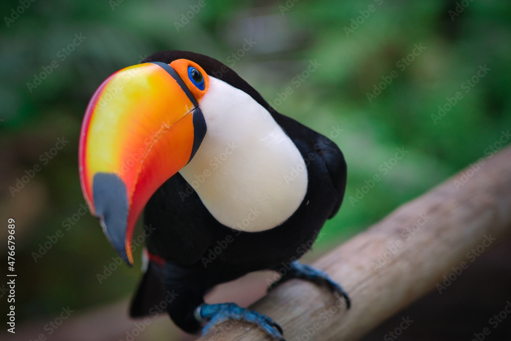 Tucan in Iguazu Stock Photo | Adobe Stock