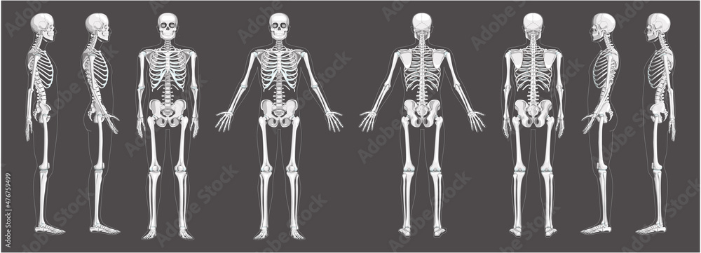 Skeleton Human front back side view with two arm poses ventral, lateral ...