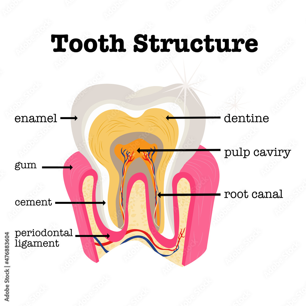 Medical diagram of the structure of the inside cross-section of human ...