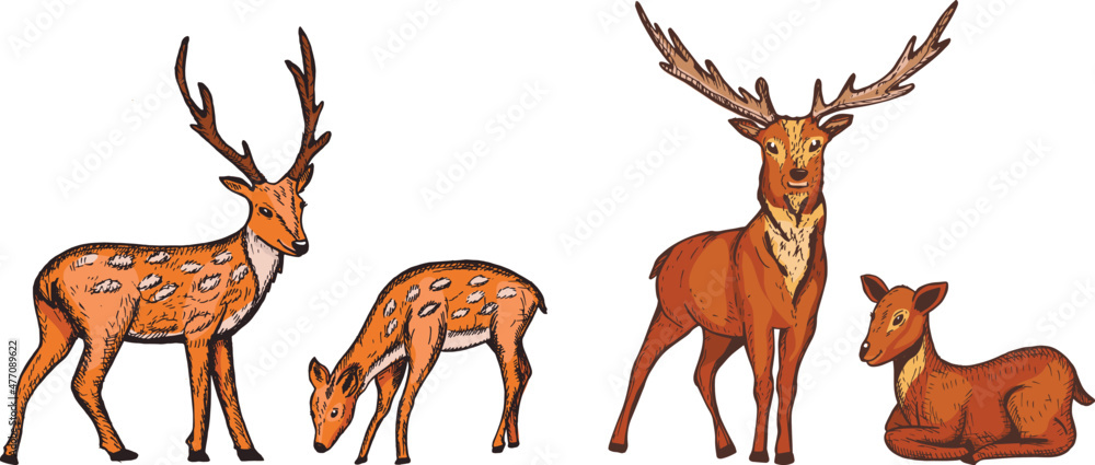 deer vector. deer coloring doodle. collection of reindeer hand drawing ...