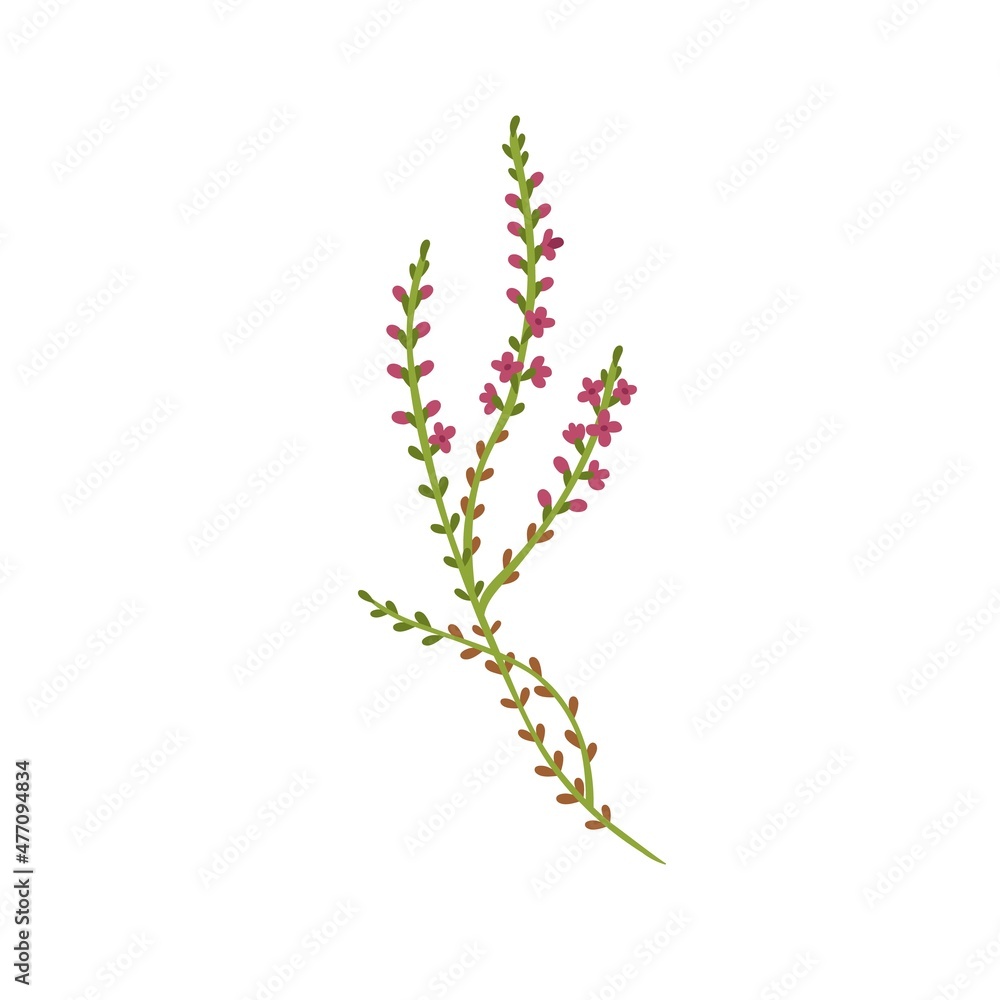 Calluna vulgaris herb. Common heather flower. Modern botanical drawing ...