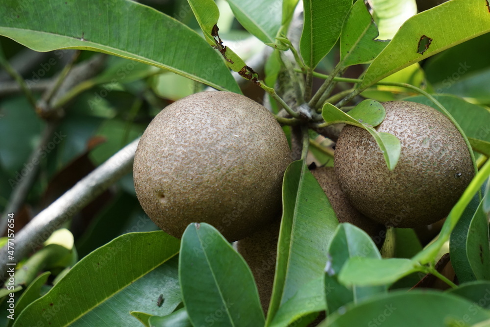 Sapodilla fruit (Also called Manilkara zapota, sapota, chikoo ...