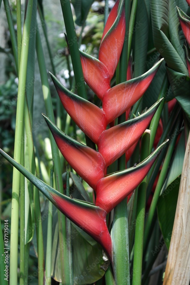 Showy inflorescence cluster of spectacular exotic flowers Heliconia ...