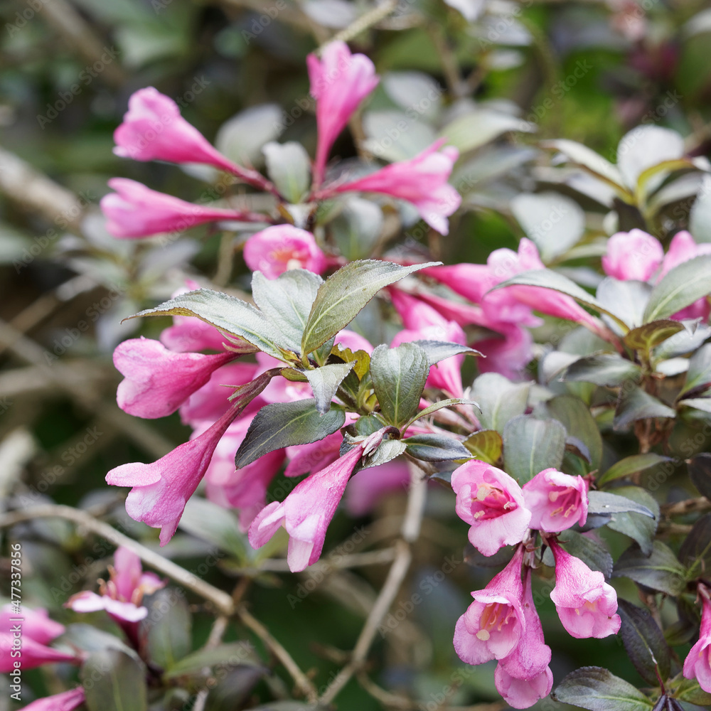Photo Stock Weigela Florida nana Purpurea | Weigelia pourpre nain ...