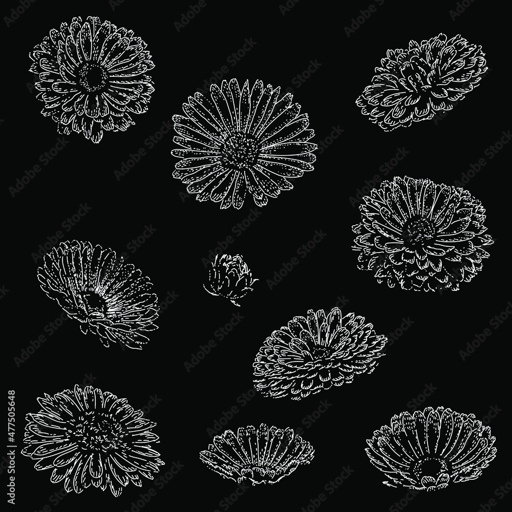 calendula officinalis hand drawing vector illustration isolated on ...