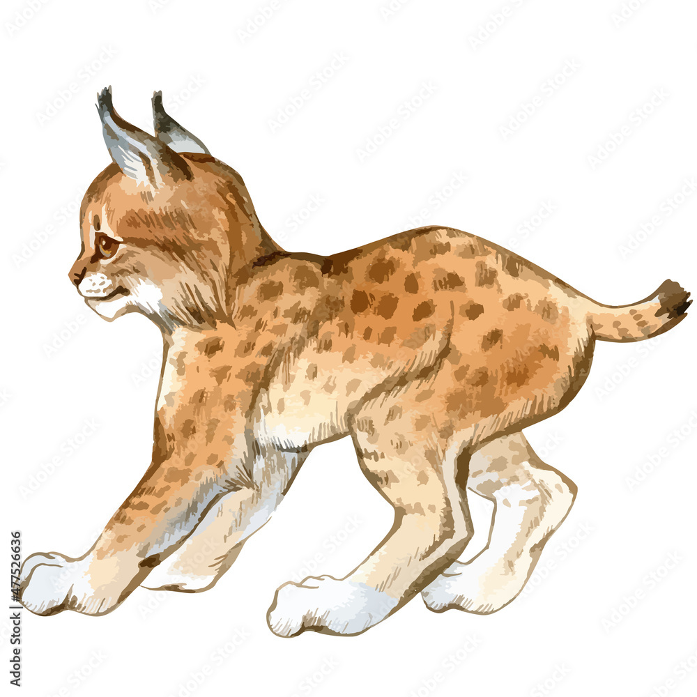 Watercolor vector illustration of lynx cub. 素材庫向量圖 | Adobe Stock