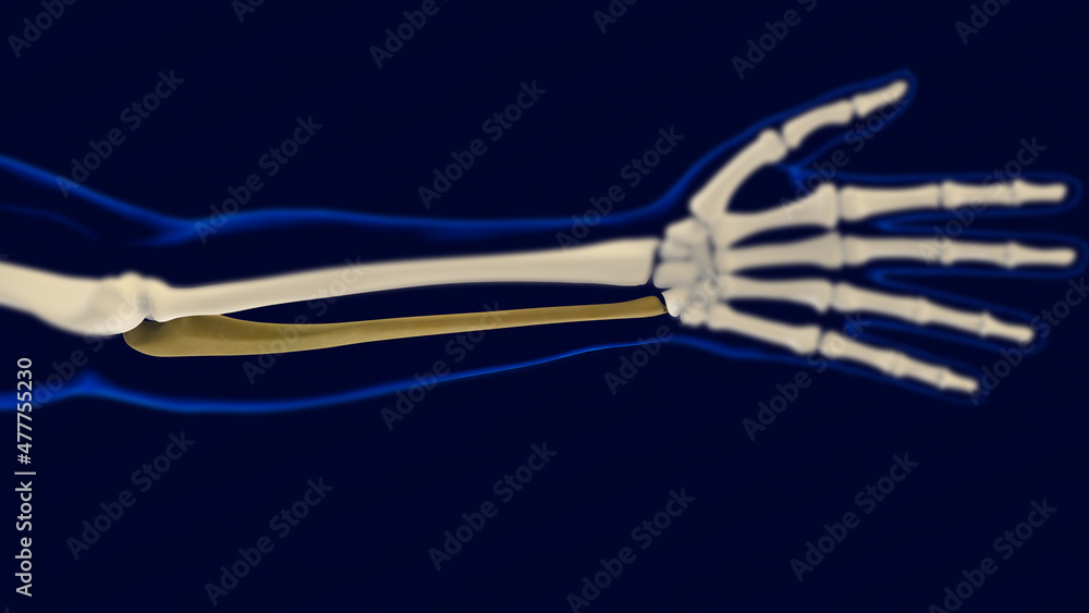 Ilustração Ulna Bone Human skeleton anatomy 3D Rendering do Stock ...