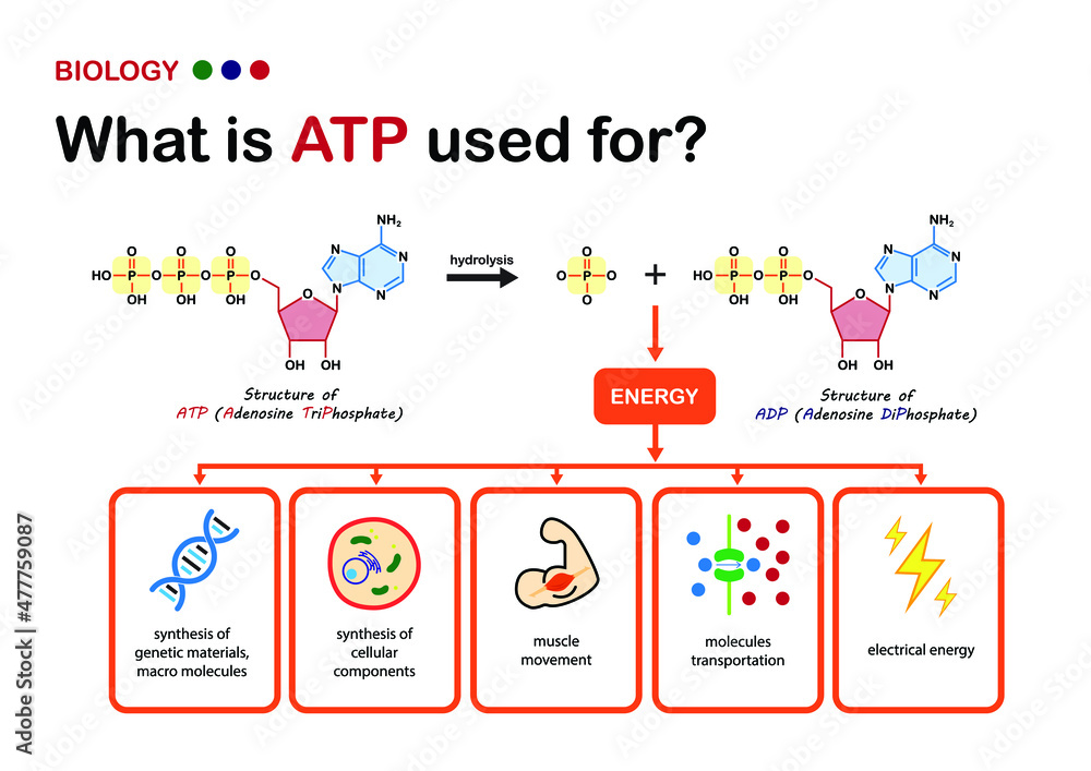 Biology diagram explain using of ATP, the power energy carrier in cell ...