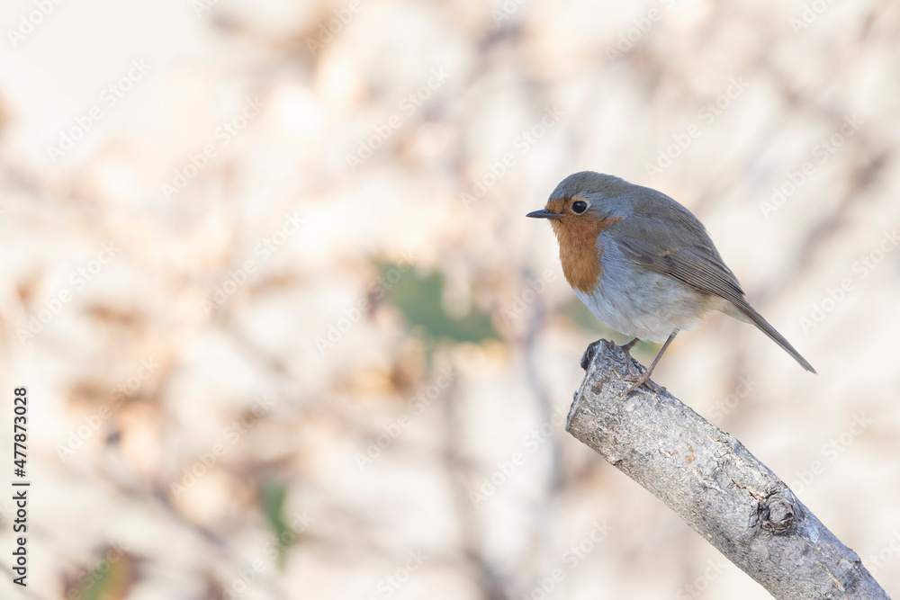 Robin (Erithacus rubecula). Bird in family Turdidae, photographed in ...