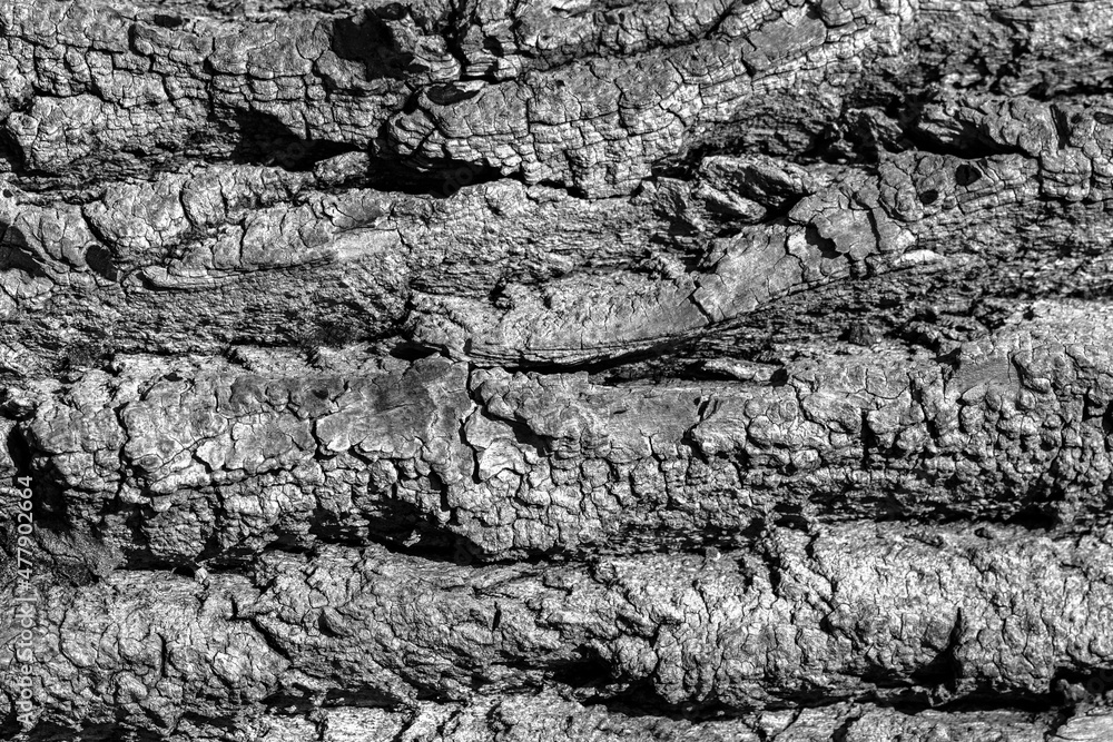 Rough texture of bark of an tree. Natural background, graphite color ...