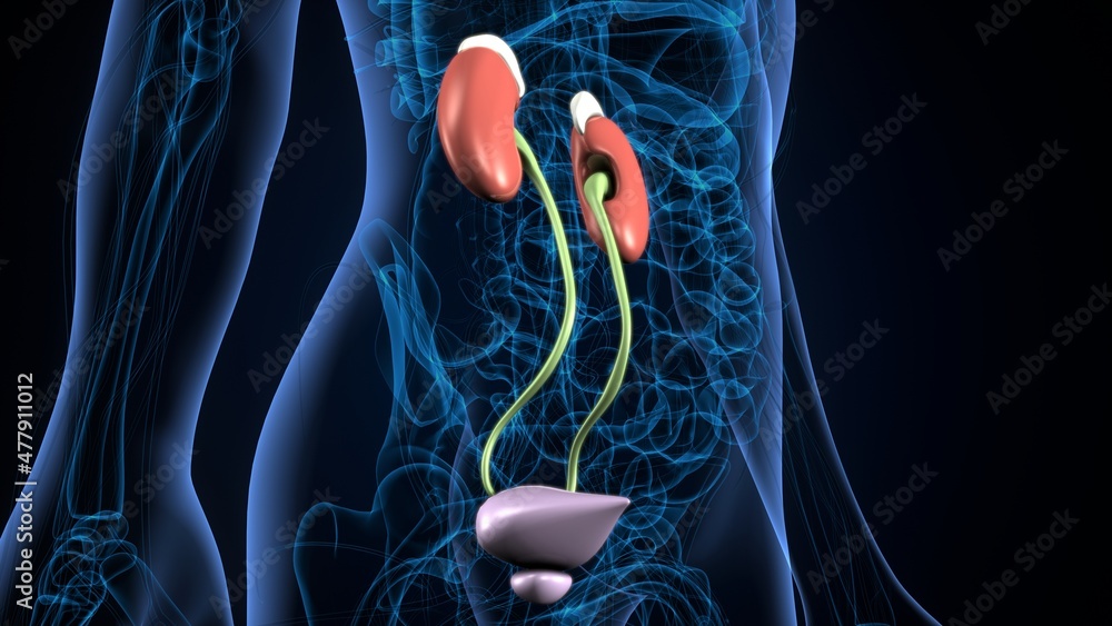3d illustration human urinary system kidneys with bladder anatomy ...