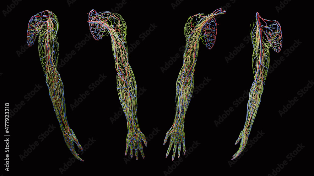 Full upper extremity arm 3d artery, vein, lymph and nerve anatomy ...